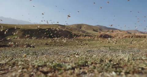 Herd of locusts flies up from field. Dev... | Stock Video | Pond5