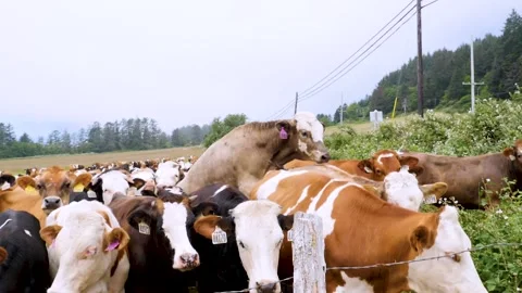 Bovine Mating Stock Videos – Royalty-Free HD & 4K Videos | Pond5