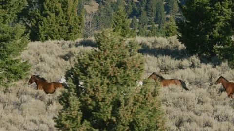Mustang Stock Video Footage | Royalty Free Mustang Videos | Pond5