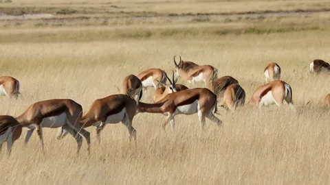 Herd of springbok antelopes in open gras... | Stock Video | Pond5