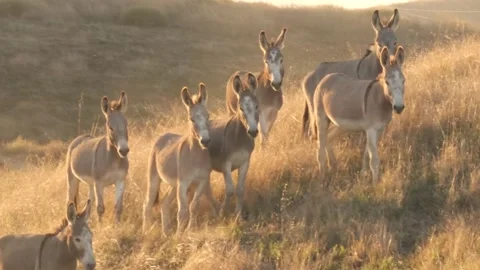 Donkey Walk Stock Videos – Royalty-Free HD & 4K Videos | Page 3