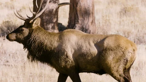 A herd of wild elks in the Rocky Mountai... | Stock Video | Pond5