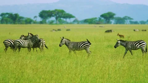 Herd of Zebra in classic African paradis... | Stock Video | Pond5