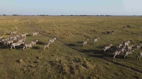 Herd of Zebra galloping across the Afric... | Stock Video | Pond5