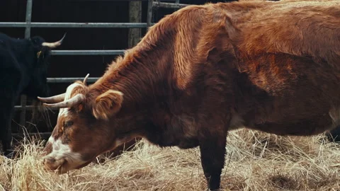 She Cow Stock Footage ~ Royalty Free Stock Videos | Pond5