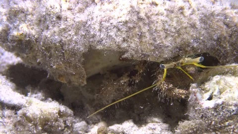Hermit Cancer Shell Underwater Close Up ... | Stock Video | Pond5