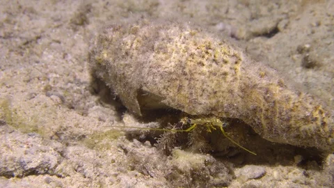 Hermit Cancer Shell Underwater View Red ... | Stock Video | Pond5