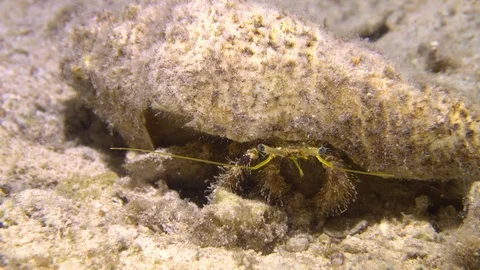 Hermit Cancer Shell Underwater View Red ... | Stock Video | Pond5