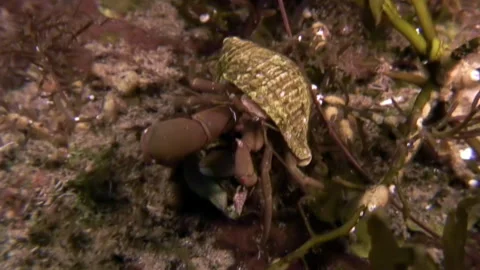Hermit crab dragging crustacean shell in... | Stock Video | Pond5