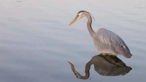 Eat Fish In Stock Videos – Royalty-Free HD & 4K Videos