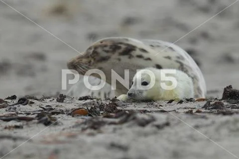 Heuler am Strand Heuler am Strand ,model released, Symbolfoto ,property ...