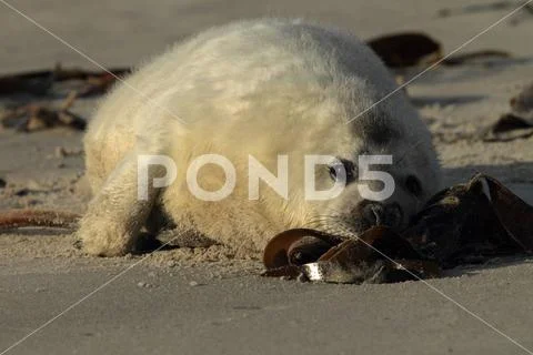 Photograph: Heuler am Strand Heuler am Strand ,model released ...