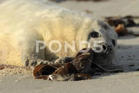 Photograph: Heuler am Strand Heuler am Strand ,model released ...