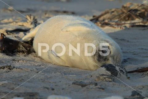 Heuler am Strand Heuler am Strand ,model released, Symbolfoto ,property ...