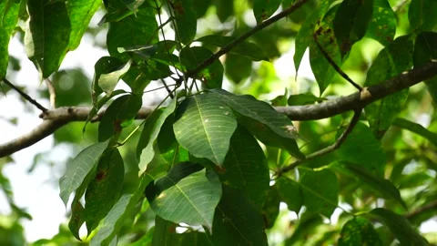 Hevea brasiliensis (Para rubber tree, sh... | Stock Video | Pond5