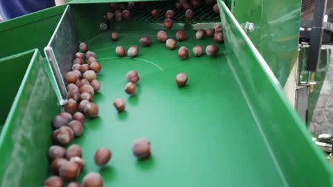 Hhazelnut kernel and shell separating ma... | Stock Video | Pond5