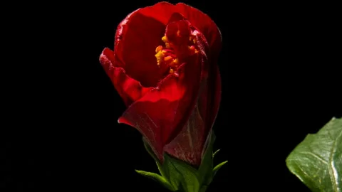 Hibiscus flower bud opening in time laps... | Stock Video | Pond5