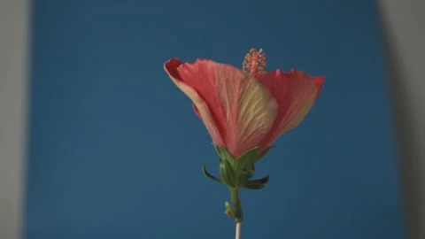 Hibiscus Flower Rotating on a Blue Scree... | Stock Video | Pond5