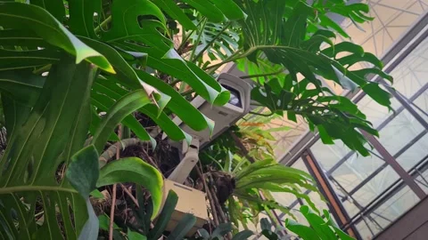 Hidden CCTV camera on a tree, covered by... | Stock Video | Pond5