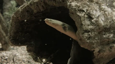Eel Stock Video Footage | Royalty Free Eel Videos | Pond5