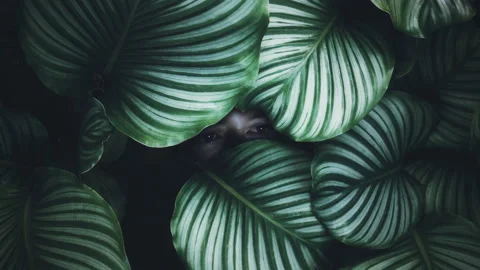 Hidden Man Plants Shadow Zoom In Spooky ... | Stock Video | Pond5
