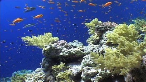 Scenes From Hidden Stock Videos – Royalty-Free HD & 4K Videos