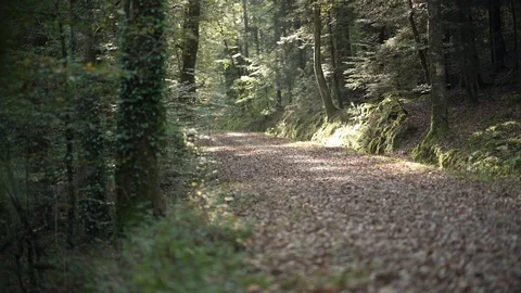 Path Behind Fall Stock Videos – Royalty-Free HD & 4K Videos | Pond5