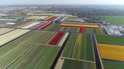 Tulip Aerial Stock Video Footage | Royalty Free Tulip Aerial Videos | Pond5