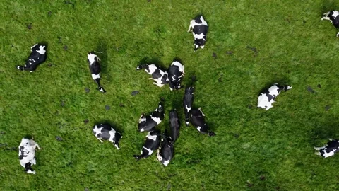 Dairy Top View Stock Video Footage | Royalty Free Dairy Top View Videos ...
