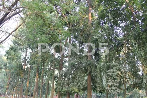 High angel view of green trees at university campus Stock Photo #260630520