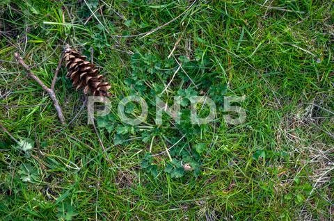 High angle background green grass forest floor with pine cone ~ Premium ...