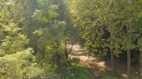 High angle of a forest path. Dirt road,... | Stock Video | Pond5