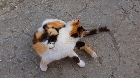 Licking View Stock Videos – Royalty-Free HD & 4K Videos