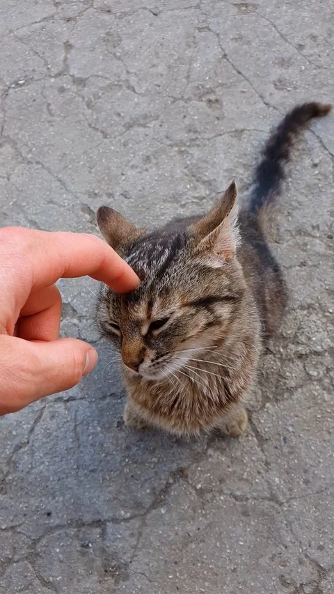 Manster High Stock Videos – Royalty-Free HD & 4K Videos | Pond5