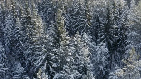 Taiga Boreal Forest Stock Videos – Royalty-Free HD & 4K Videos | Page 3