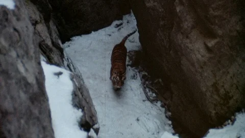 High angle view of tiger climbing up sn... | Stock Video | Pond5