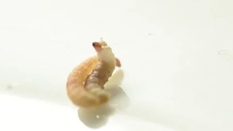 High Definition Close Up Footage of Craw... | Stock Video | Pond5