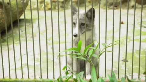 High definition live action footage of a... | Stock Video | Pond5