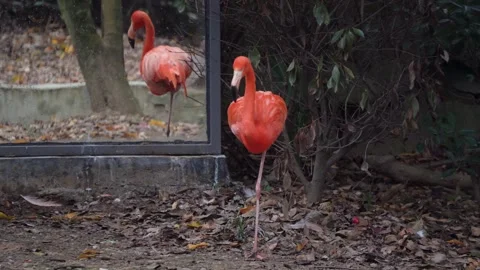 High definition live action footage of a... | Stock Video | Pond5