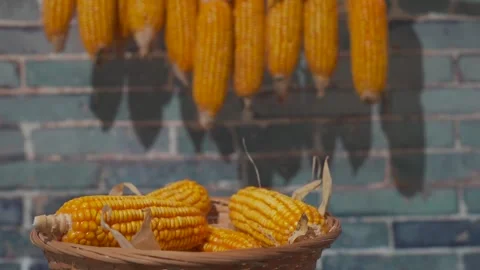 Corn High Yield Stock Videos – Royalty-Free HD & 4K Videos