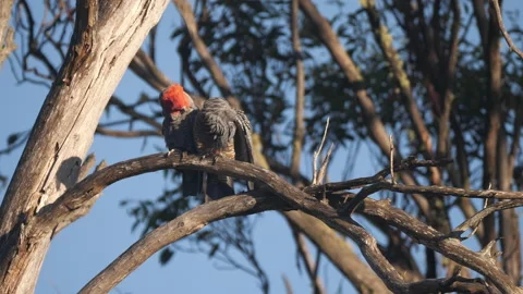 high frame rate clip of a male gang-gang... | Stock Video | Pond5