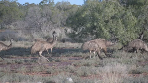 Emu Stock Videos – Royalty-Free HD & 4K Videos | Pond5