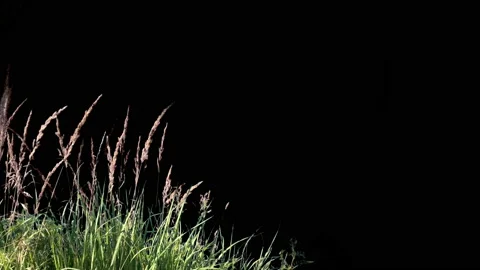 Blowing Grass Alpha Stock Footage ~ Royalty Free Stock Videos | Pond5