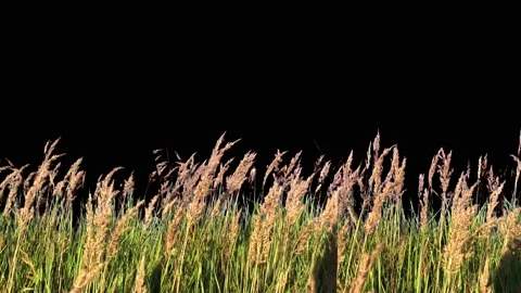 Blowing Grass Alpha Stock Footage ~ Royalty Free Stock Videos | Pond5