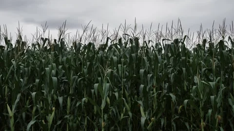 High grown mystery corn field, Poland | Stock Video | Pond5