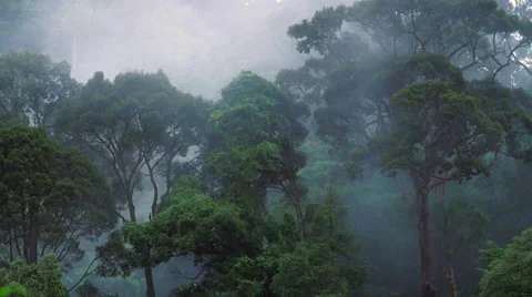 Rain In The Forest Stock Video Footage | Royalty Free Rain In The ...