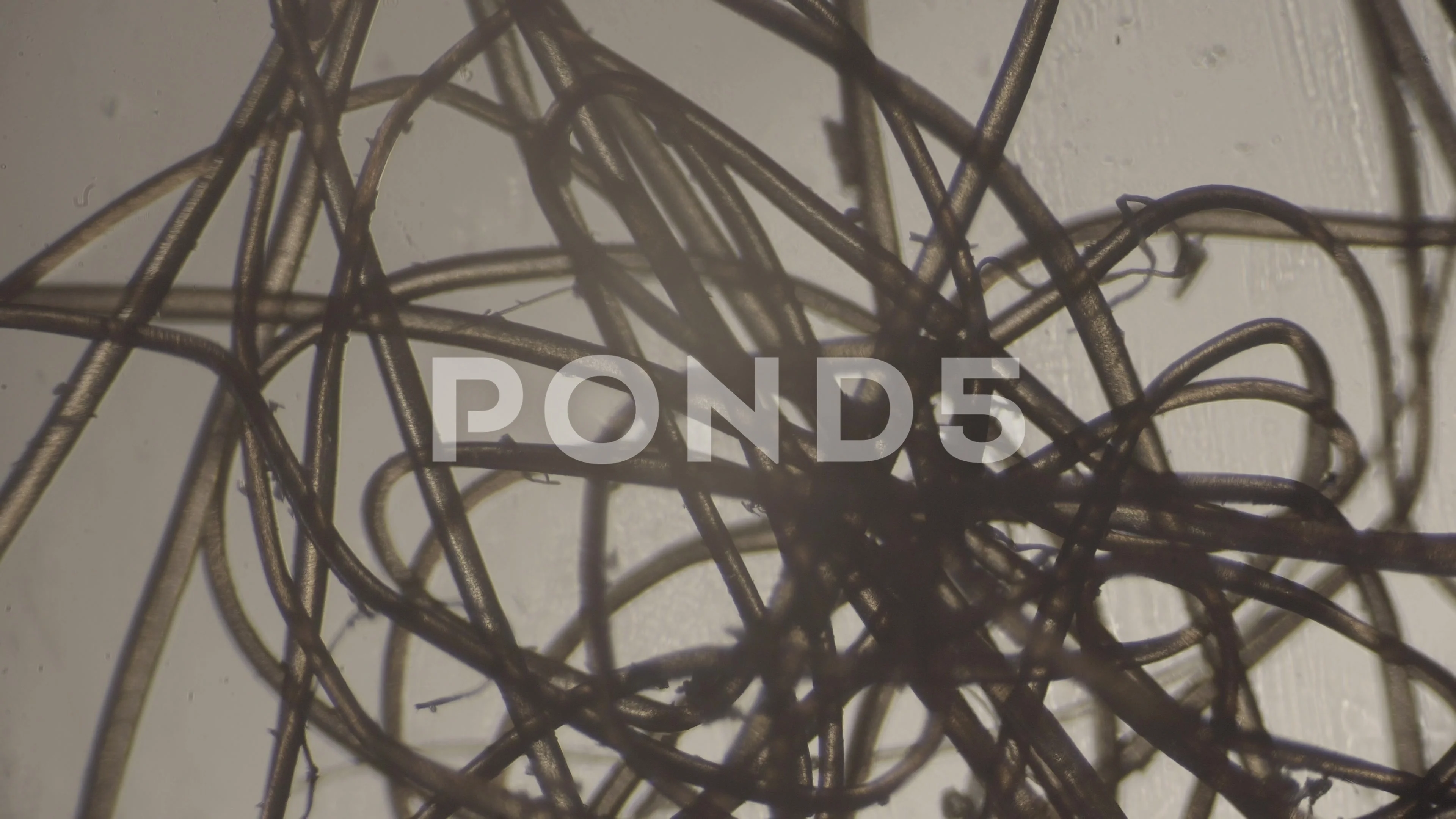 Hair 400x Magnification Human Hair Under Microscope Microscopy Single