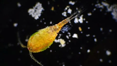 High Life Eggs Stock Videos – Royalty-Free HD & 4K Videos