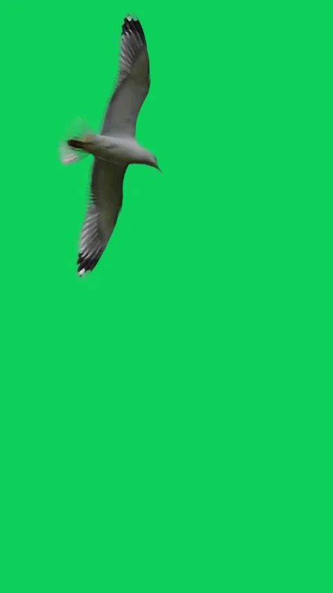 High-quality video of birds flying on a ... | Stock Video | Pond5