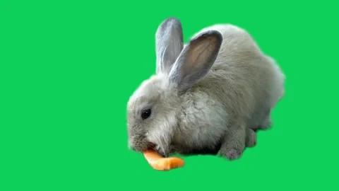 High-quality video of a rabbit from an a... | Stock Video | Pond5